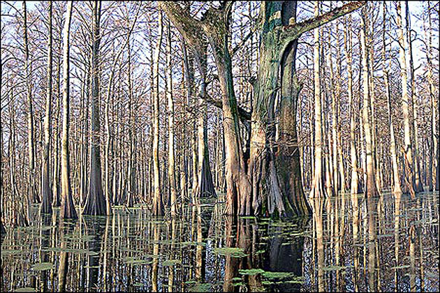 Cache River National Wildlife Refuge, Augusta