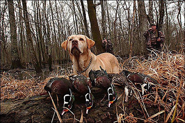 Bayou Meto Wildlife Management Area
